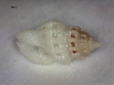 shellauction.net :: Hemilienardia thyridota - 3609846