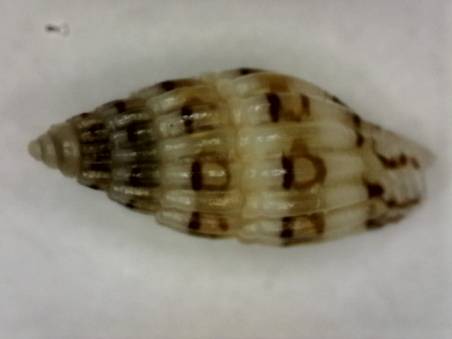 shellauction.net :: Mitrella species - 3610006