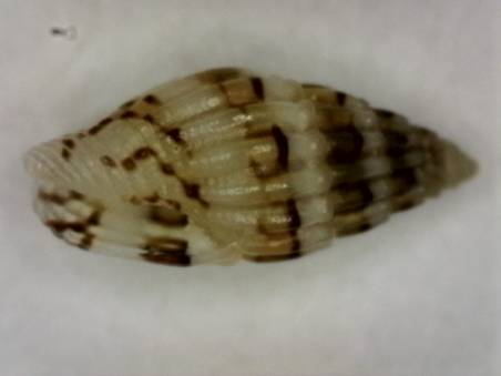 shellauction.net :: Mitrella species - 3610006