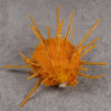 shellauction.net :: Spondylus regius - 3610137