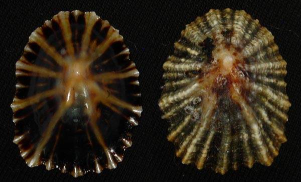 shellauction.net :: Patella intermedia - 3610338