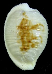 shellauction.net :: Cypraea capensis gorda - 3610485