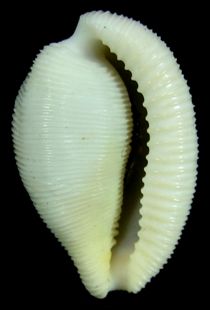 shellauction.net :: Cypraea capensis gorda - 3610485
