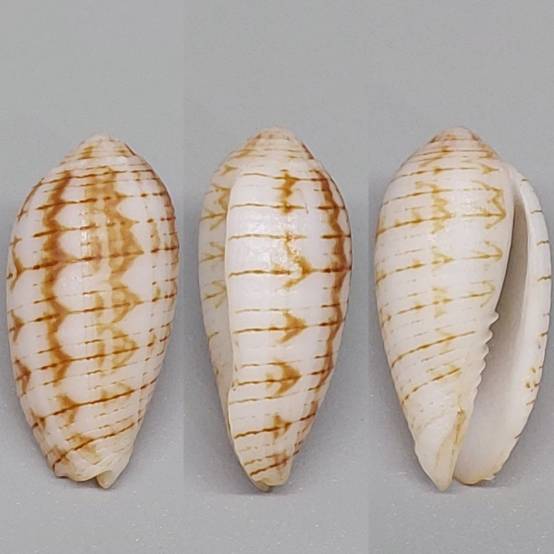 shellauction.net :: Nebularia ferruginea - 3610523