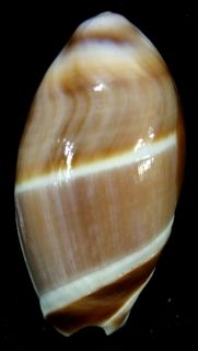 shellauction.net :: Amalda obtusa - 3610524