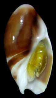 shellauction.net :: Amalda obtusa - 3610524