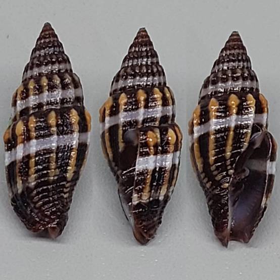 shellauction.net :: Vexillum virgo - 3610648