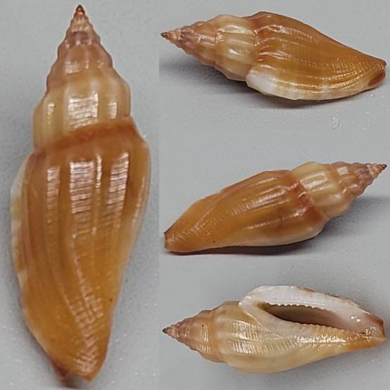 shellauction.net :: Eucithara sp. - 3610675