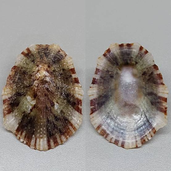 shellauction.net :: Patella sp. - 3610822