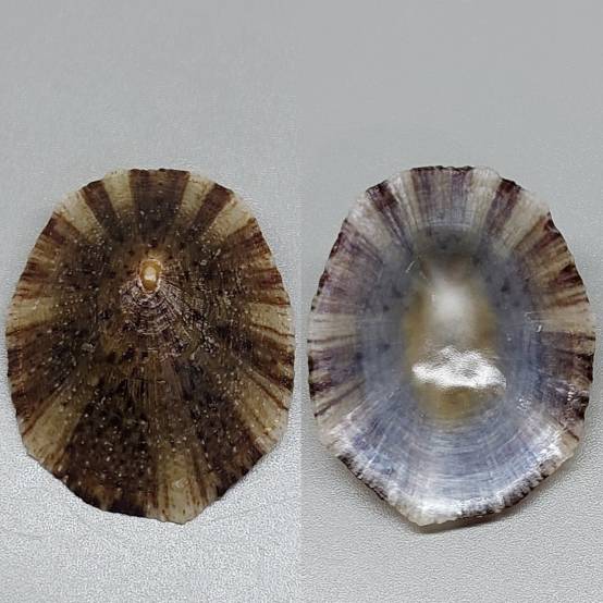 shellauction.net :: Patella sp. - 3610825