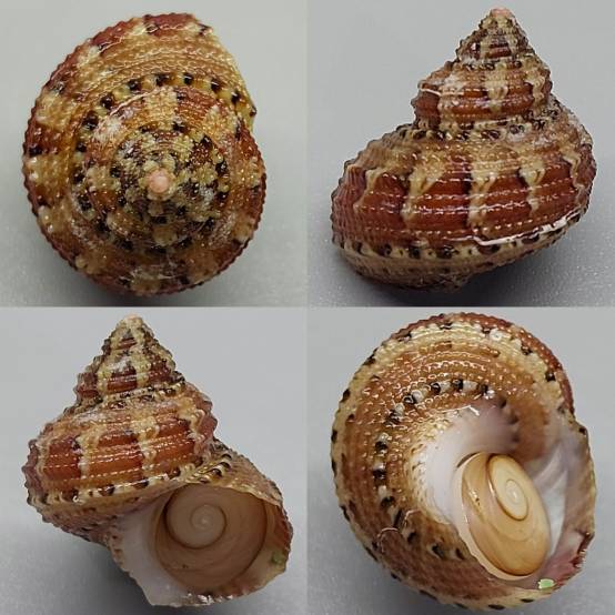 shellauction.net :: Turbo intercostalis - 3610834