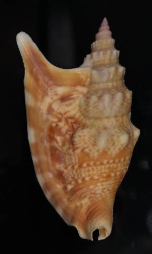 shellauction.net :: Euprotomus vomer - 3610852