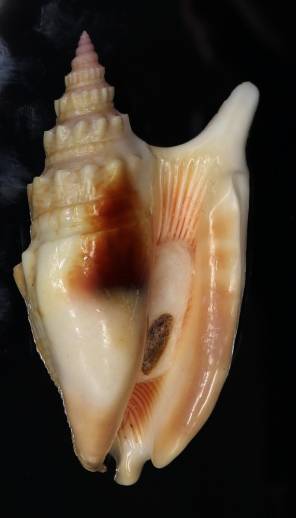 shellauction.net :: Euprotomus vomer - 3610852