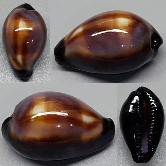 shellauction.net :: Erronea onyx - 3610874