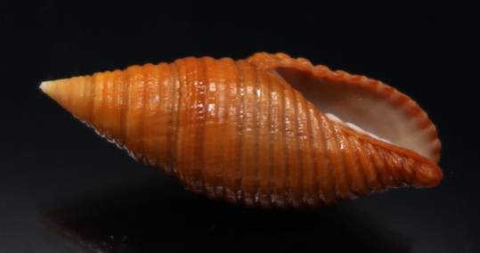 shellauction.net :: Pseudonebularia rueppellii - 3610890