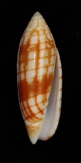 shellauction.net :: Pterygia arctata - 3610903