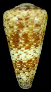 shellauction.net :: Conus queketti - 3610961