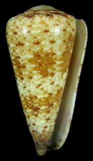 shellauction.net :: Conus queketti - 3610961