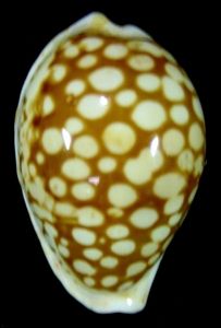 shellauction.net :: Cypraea comma fraserorum - 3610964
