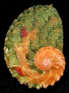 shellauction.net :: Haliotis queketti - 3610982