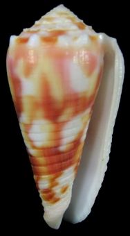 shellauction.net :: Conus merletti - 3611033