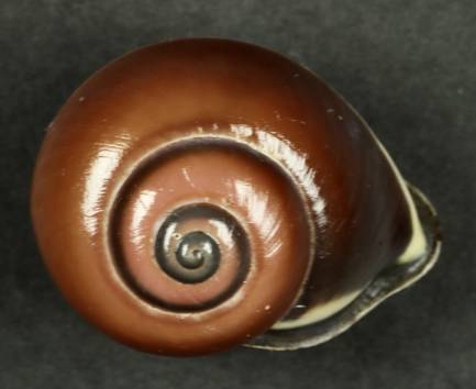 shellauction.net :: Rhynchotrochus wiegmanni - 3611034