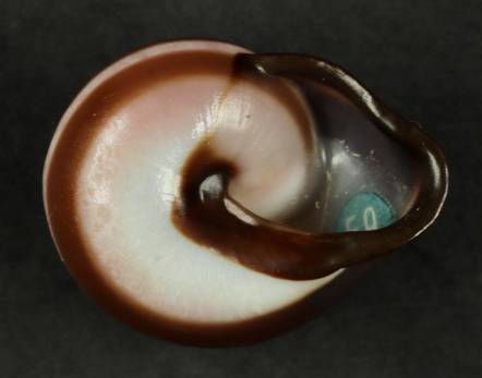 shellauction.net :: Rhynchotrochus wiegmanni - 3611034