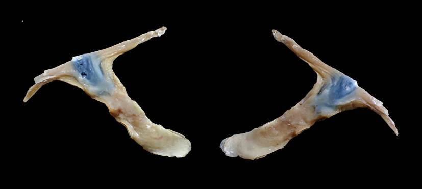 shellauction.net :: Malleus albus - 3611078