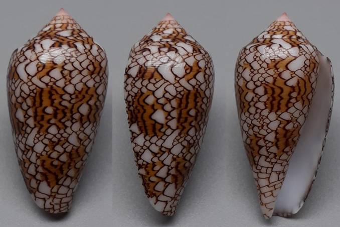 shellauction.net :: Conus textile - 3611114