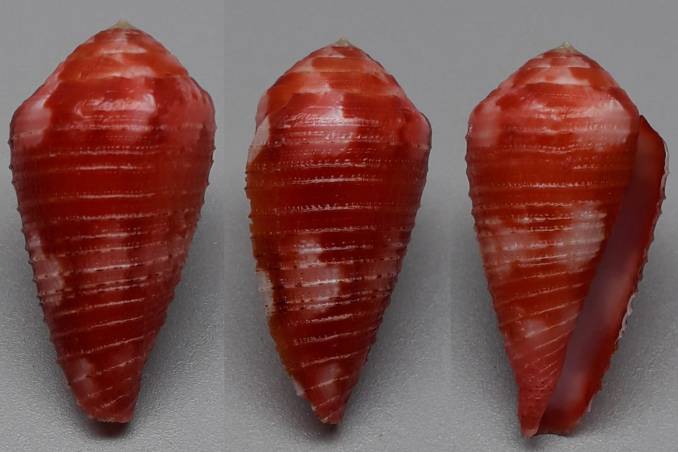 shellauction.net :: Conus pertusus - 3611126