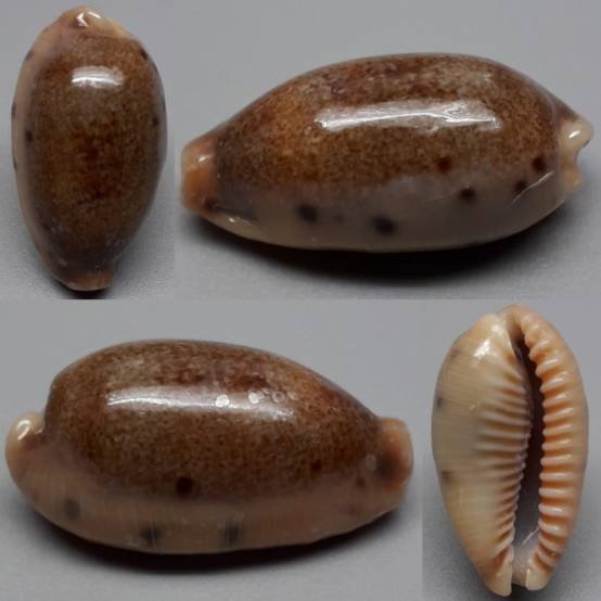 shellauction.net :: Erronea caurica - 3611180