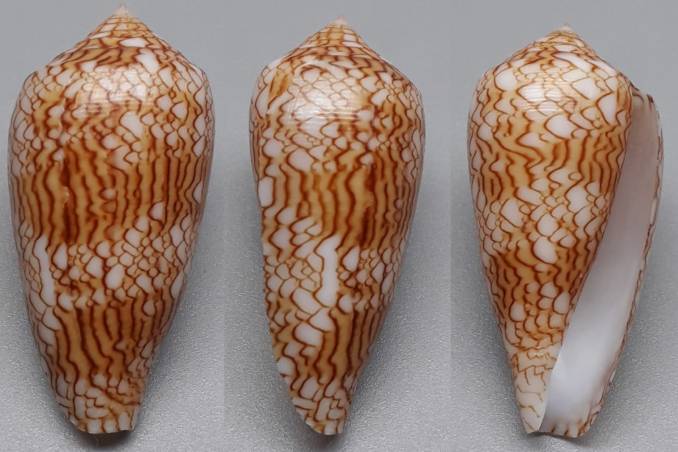 shellauction.net :: Conus textile - 3611192