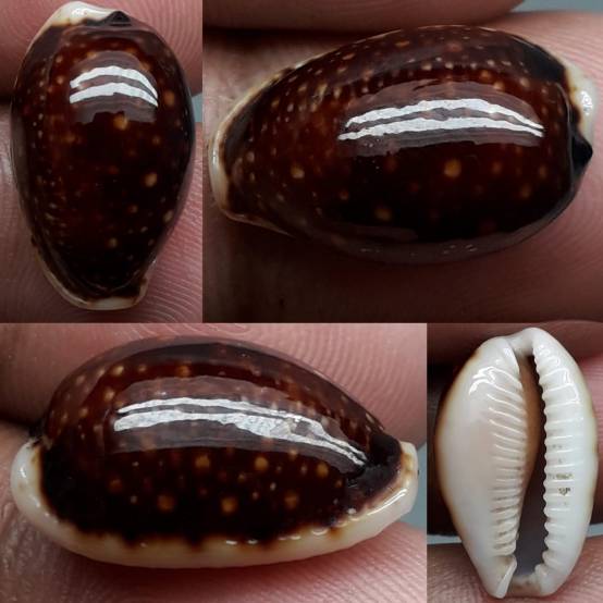 shellauction.net :: Naria labrolineata - 3611307