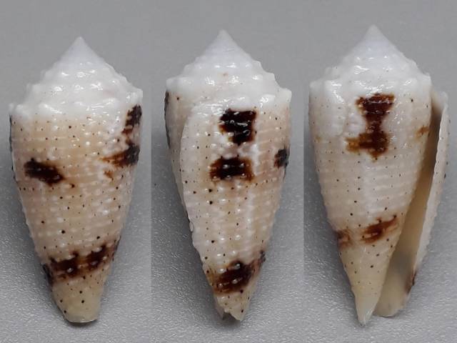 shellauction.net :: Conus varius - 3611513