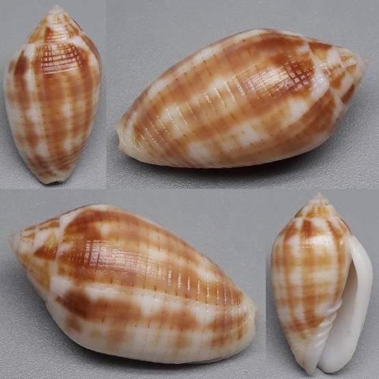 shellauction.net :: Pterygia dactylus - 3611521