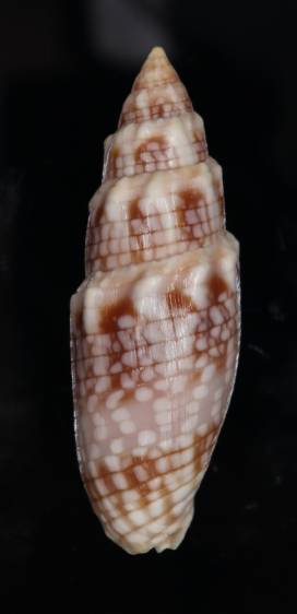 shellauction.net :: Quasimitra bovei - 3611651