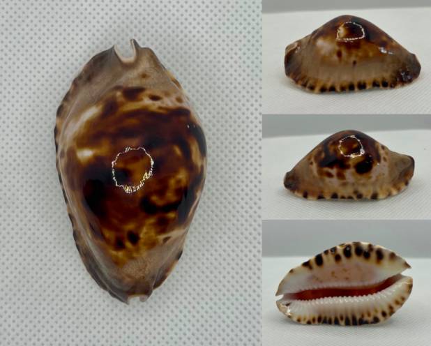 shellauction.net :: Zoila marginata consueta - 3611657