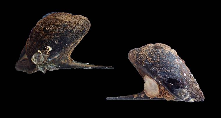 shellauction.net :: Pteria sp. - 3611662