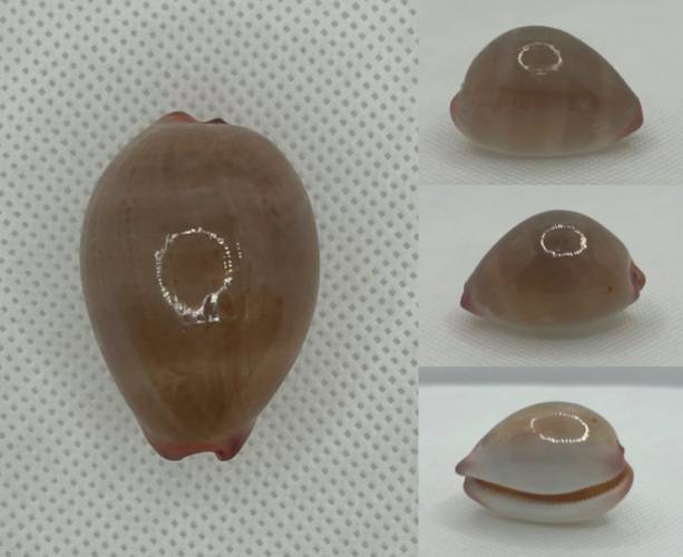 shellauction.net :: Austrocypraea reevei f. microsphaerica - 3611665