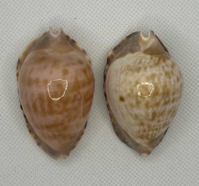 shellauction.net :: Zoila marginata marginata - 3611673