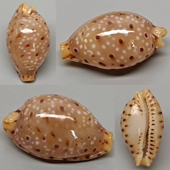 shellauction.net :: Naria beckii - 3611678