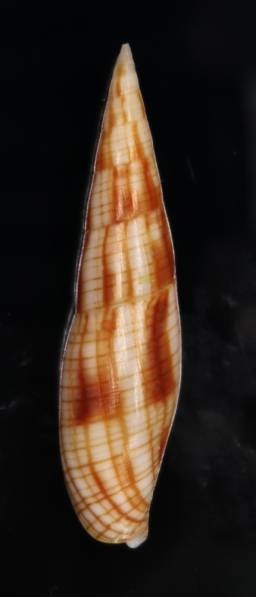 shellauction.net :: Nebularia dondani - 3611682