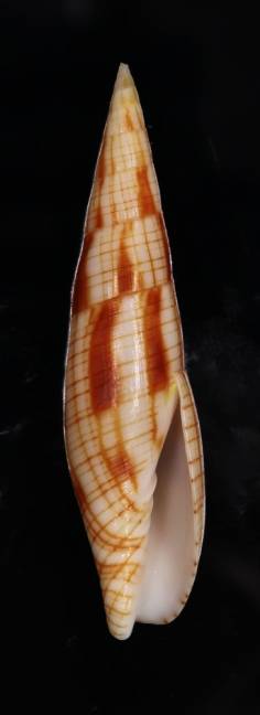 shellauction.net :: Nebularia dondani - 3611682