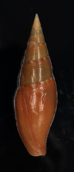 shellauction.net :: Calcimitra labecula - 3611691