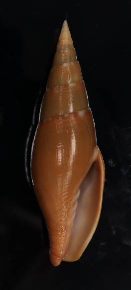 shellauction.net :: Calcimitra labecula - 3611691