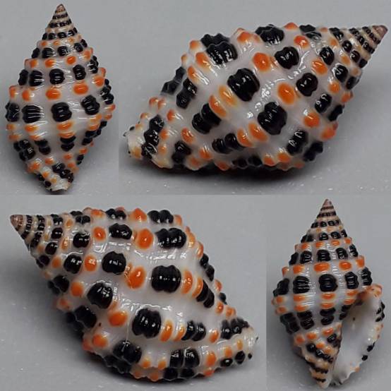 shellauction.net :: Engina lauta - 3611971