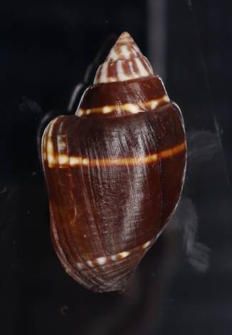 shellauction.net :: Strigatella decurtata - 3611982