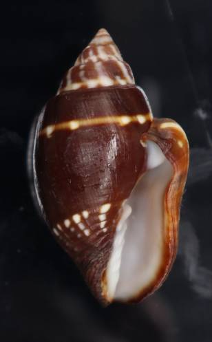 shellauction.net :: Strigatella decurtata - 3611982