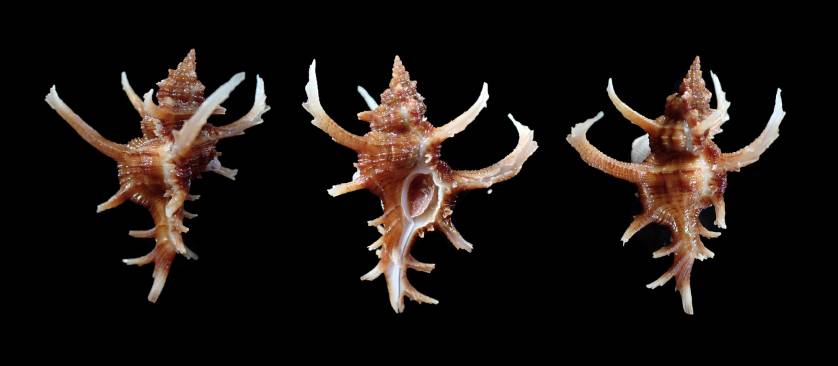 shellauction.net :: Chicoreus austramosus - 3612001