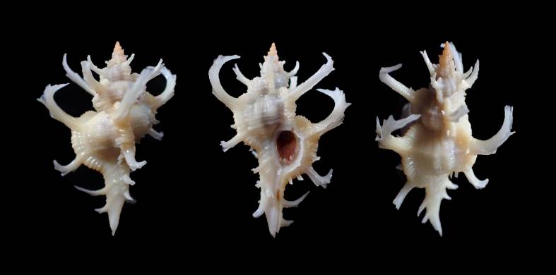 shellauction.net :: Chicoreus austramosus - 3612006